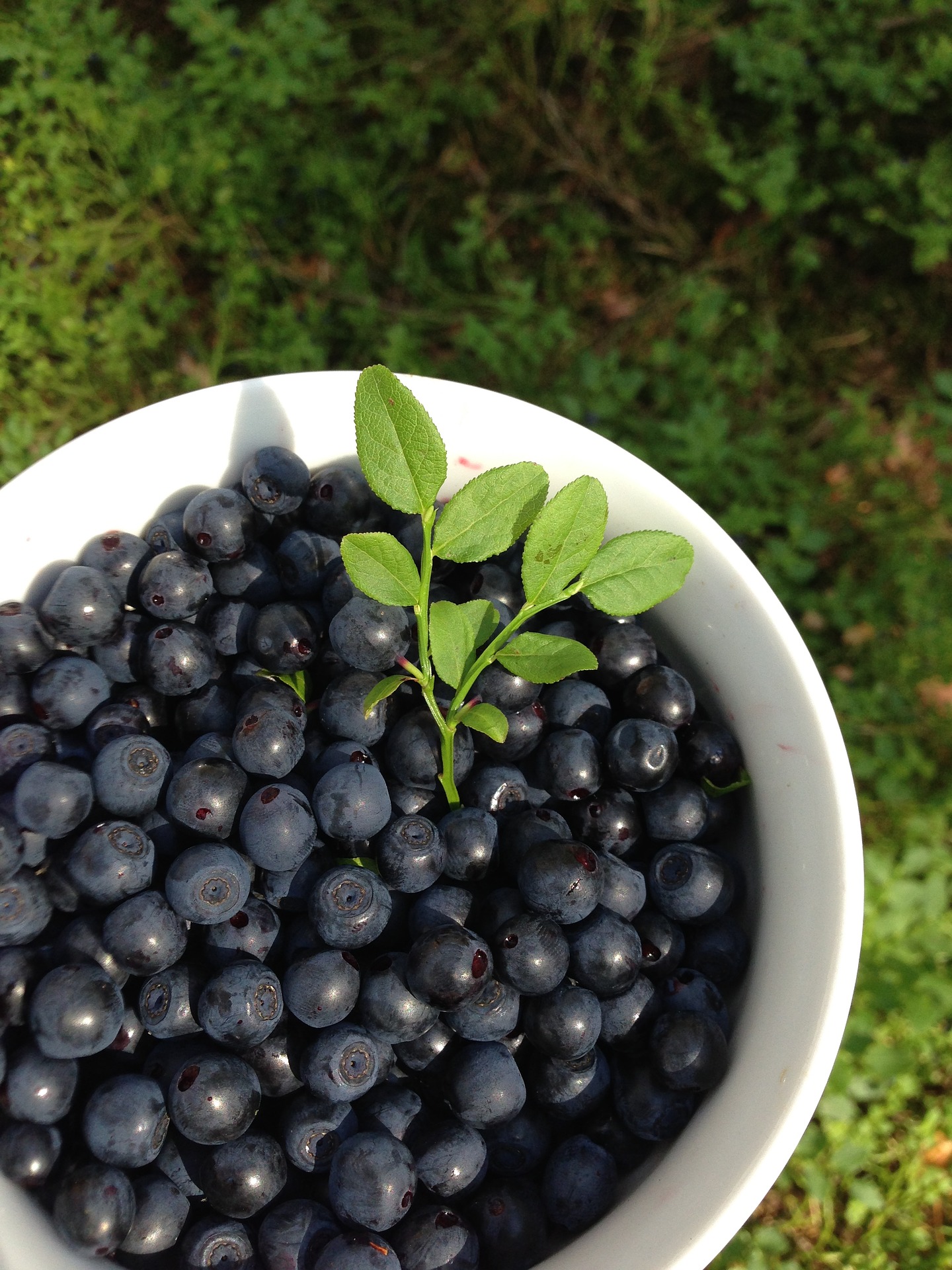 Panduan Mudah Budidaya Blueberry Dalam Pot | Pak Tani Digital
