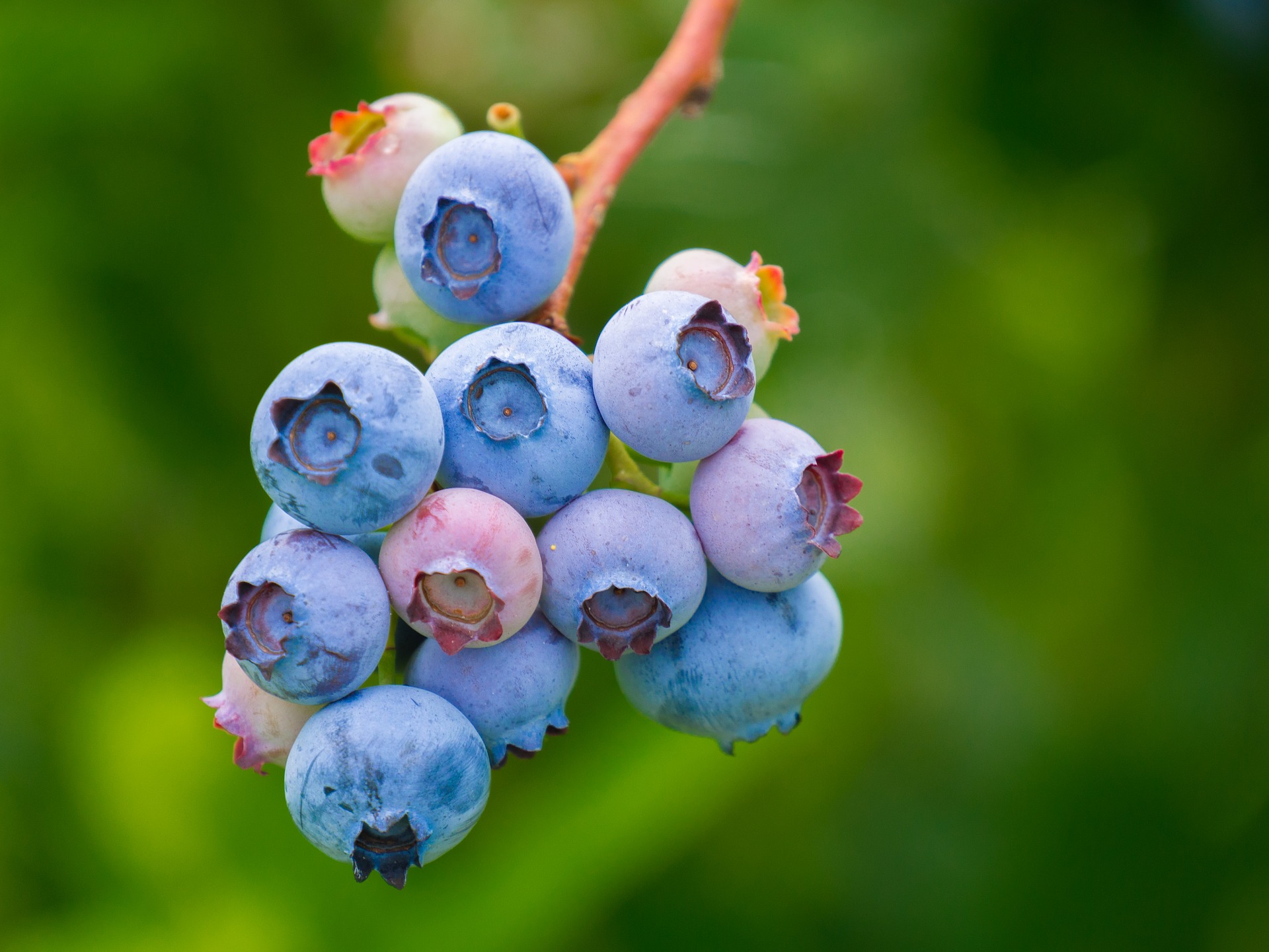 Panduan Mudah Budidaya Blueberry Dalam Pot | Pak Tani Digital