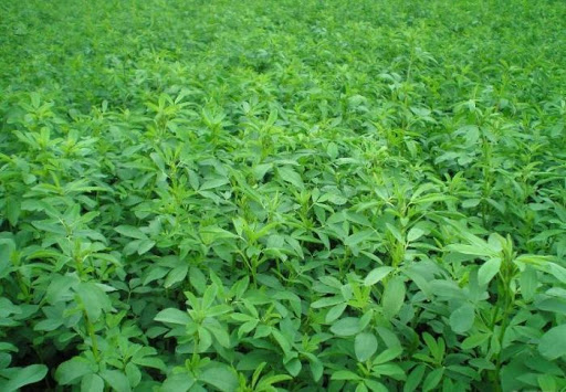 Beberapa Jenis Pakan Ternak Legume Yang Bernutrisi | Pak Tani Digital