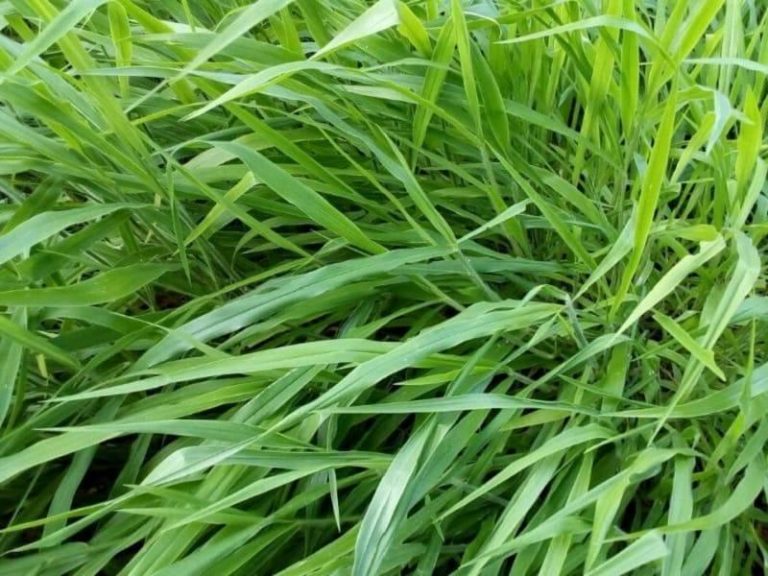 5 Jenis Rumput Yang Dapat Dijadikan Pakan Ternak | Pak Tani Digital